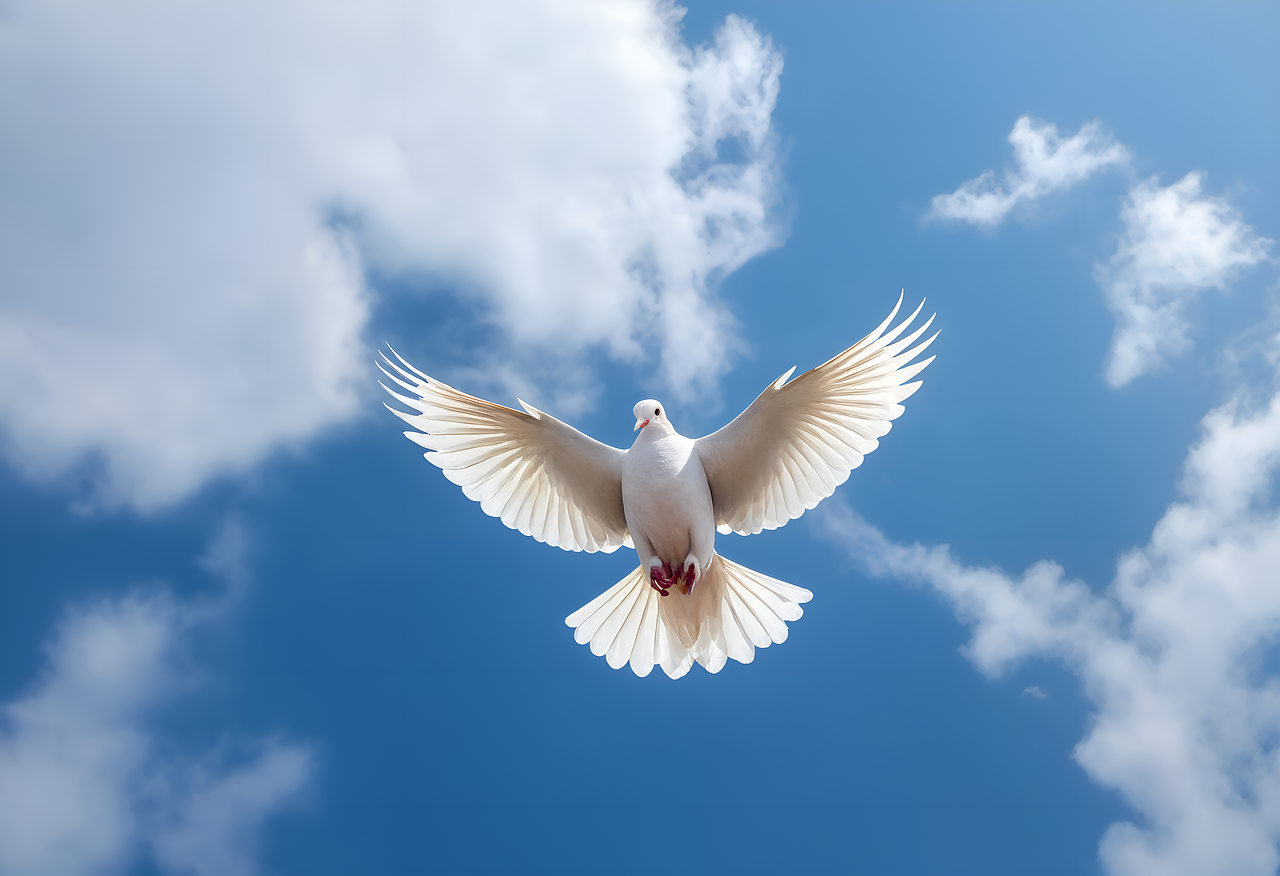 10,000+ Free Doves Flying & Dove Images - Pixabay
