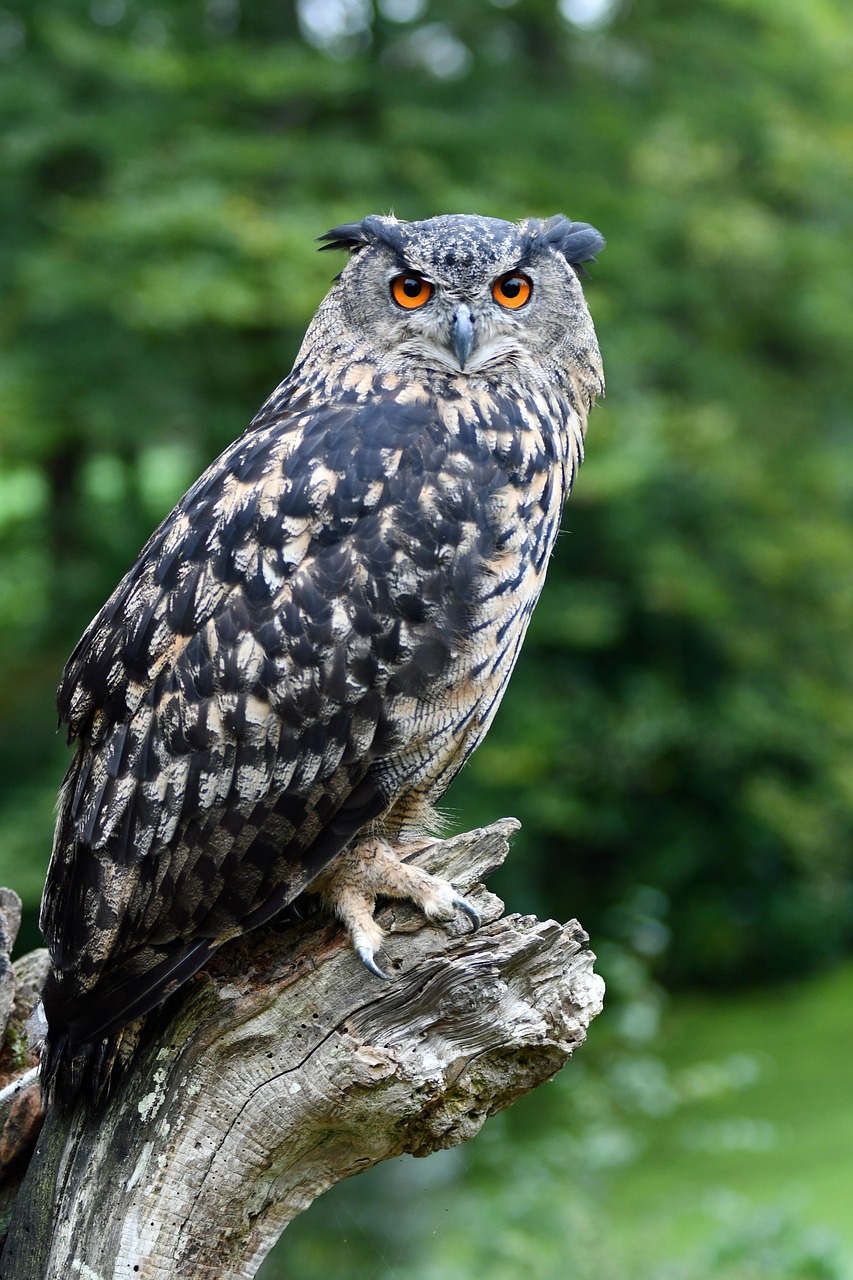 Bird Hoto