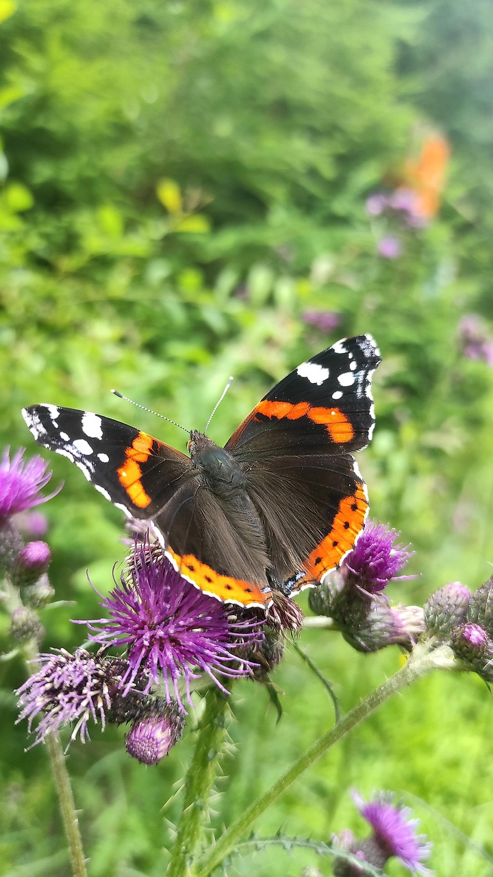 Mariposa Insecto De Cerca - Foto gratis en Pixabay - Pixabay