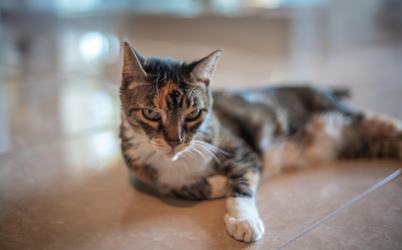 10,000+ Free Calico Kitten & Cat Photos - Pixabay