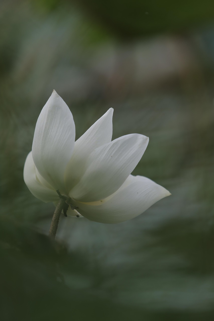 Lotus Blanc Fleur De - Photo gratuite sur Pixabay
