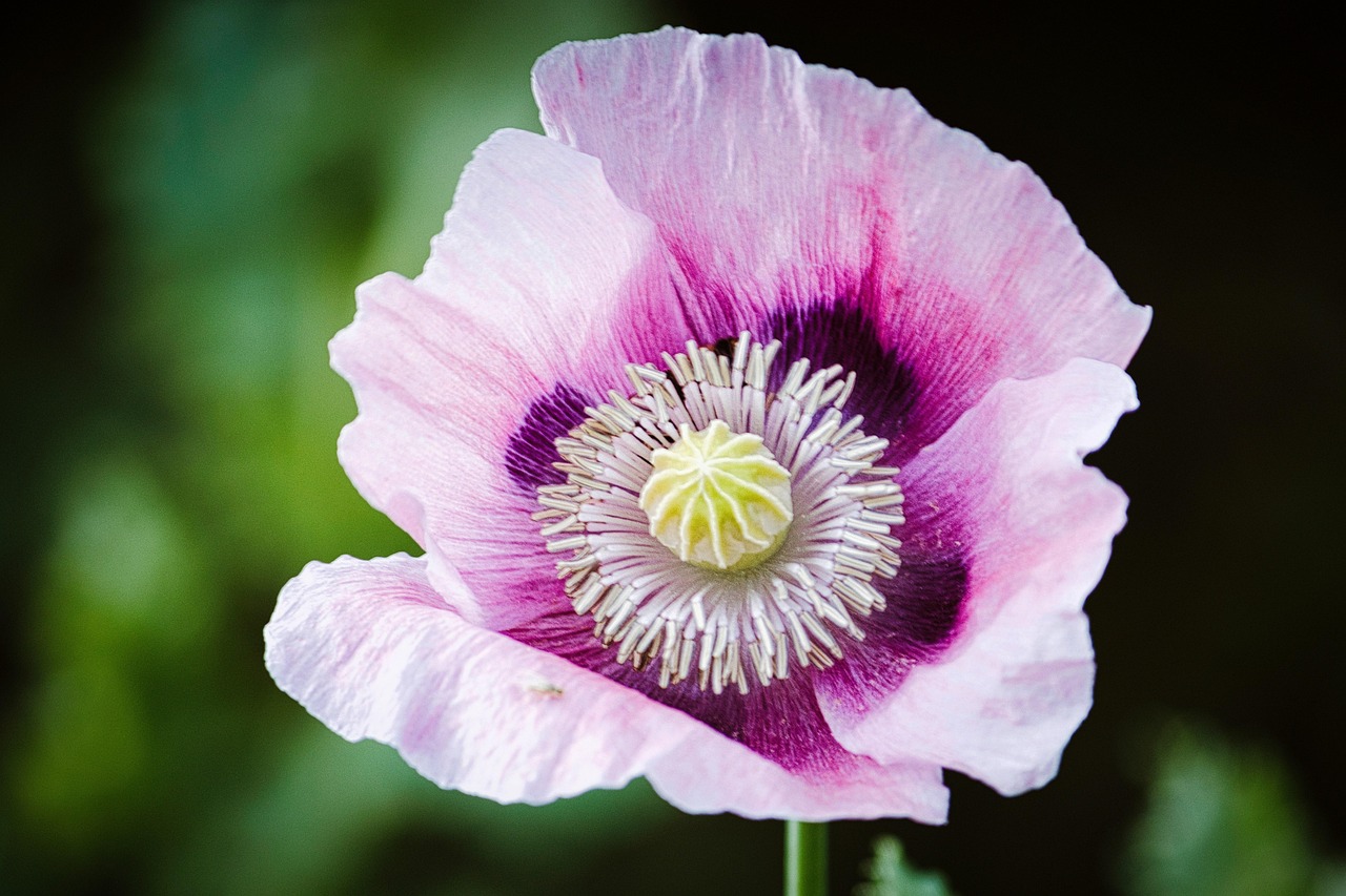 Mohnblume Mohn Pinke Blume - Kostenloses Foto auf Pixabay