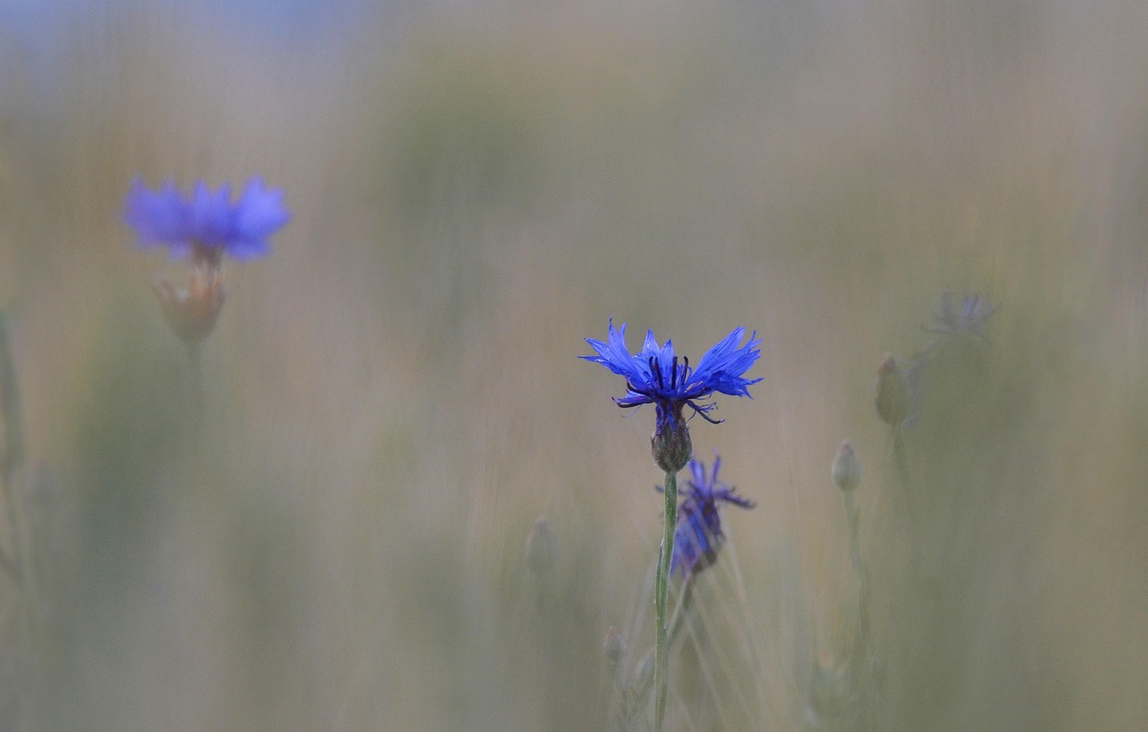 Cornflower Nature Summer - Free photo on Pixabay - Pixabay