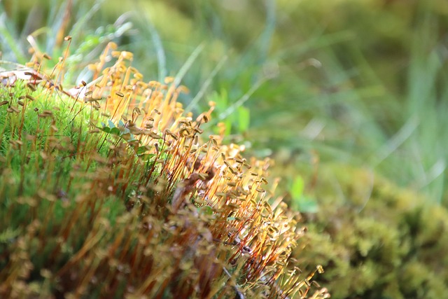 Mousse Forêt La Nature Sol De - Photo gratuite sur Pixabay - Pixabay