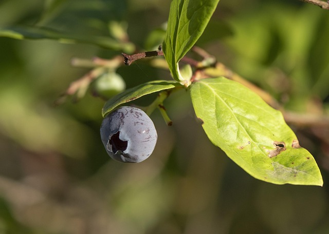 Blueberry Buah Hutan - Foto gratis di Pixabay