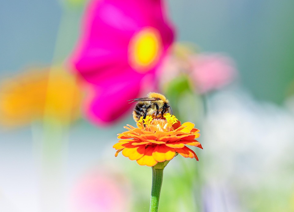 Flower Bee Blossom - Free photo on Pixabay - Pixabay