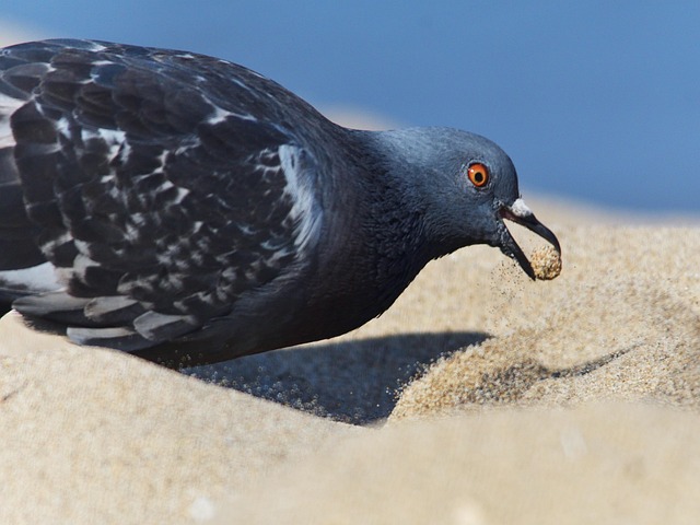 Pigeon Nature Freedom - Free photo on Pixabay