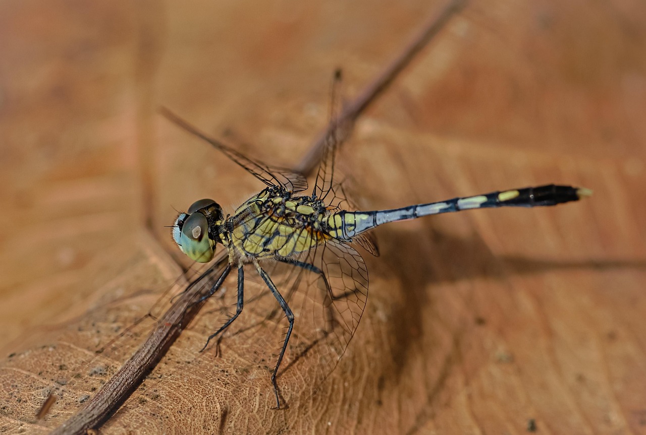 Dragonfly Insect Wings - Free photo on Pixabay