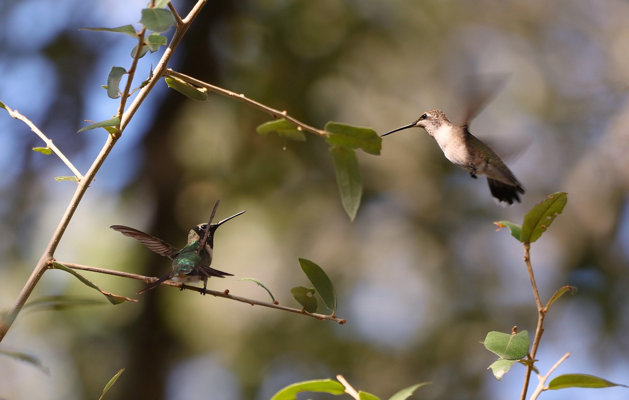 Hummingbirds Birds Animal - Free photo on Pixabay - Pixabay