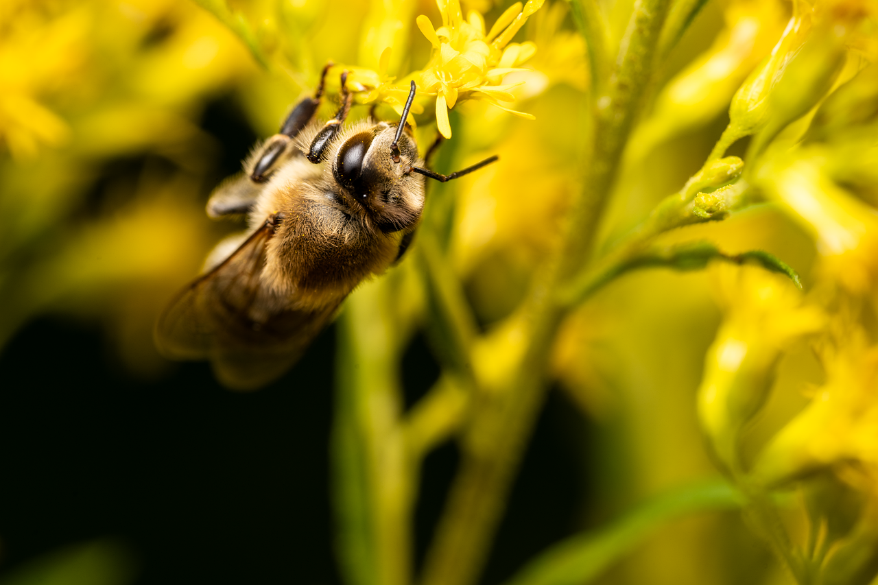 Insect Honey Bee Entomology - Free photo on Pixabay - Pixabay