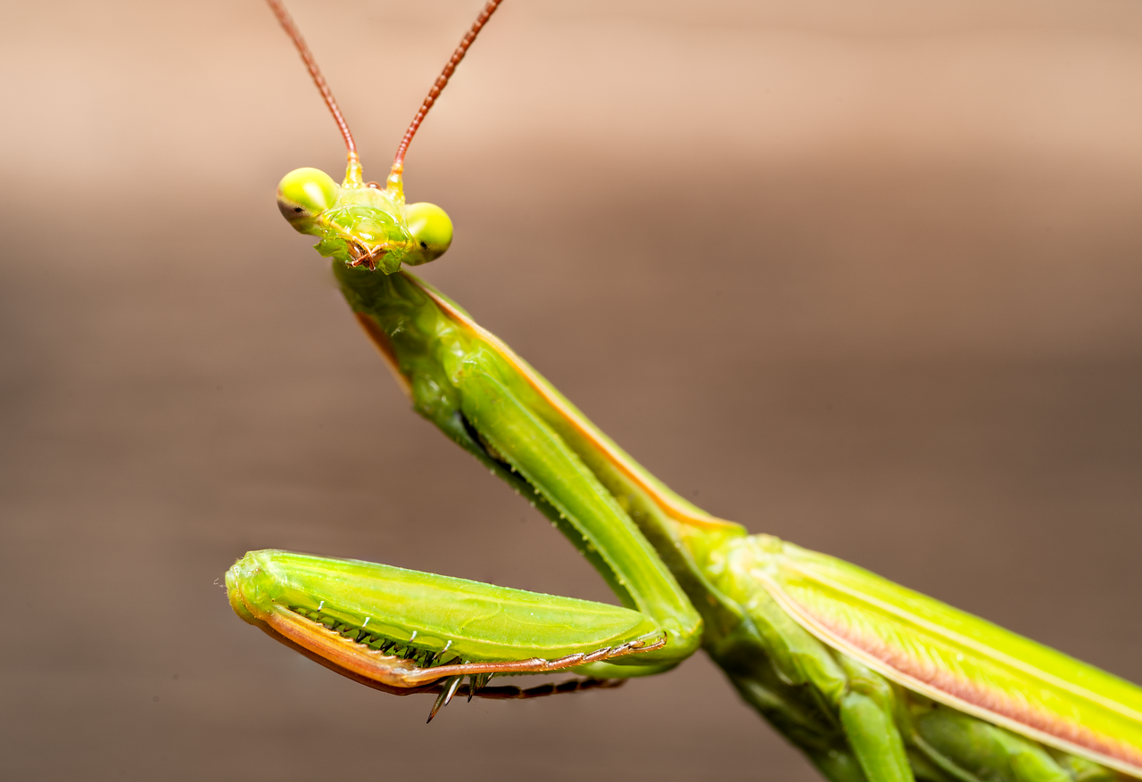 Insect Praying Mantis Entomology - Free photo on Pixabay - Pixabay