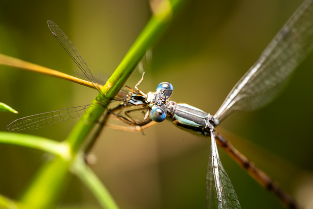Insect Dragon-Fly Entomology - Free photo on Pixabay - Pixabay
