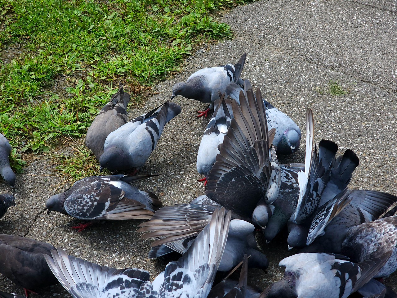 Pigeon Biset Oiseau La - Photo gratuite sur Pixabay