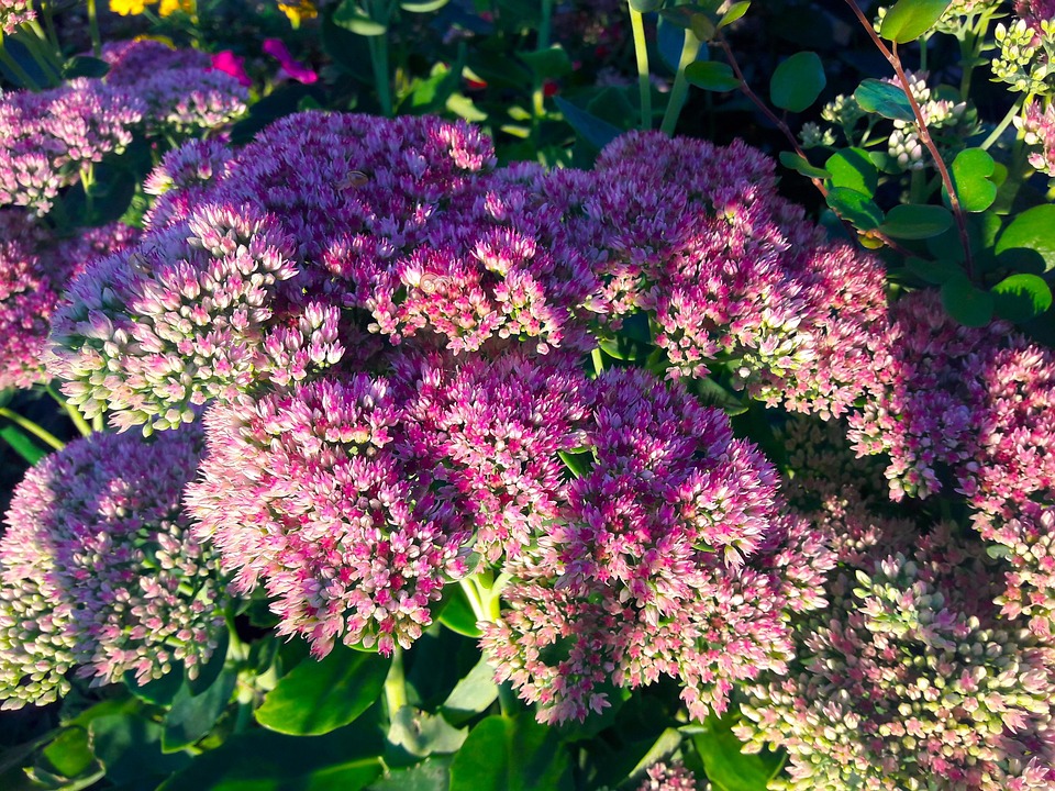 Stonecrop Sedum Plant Thick-Leaf - Free photo on Pixabay - Pixabay