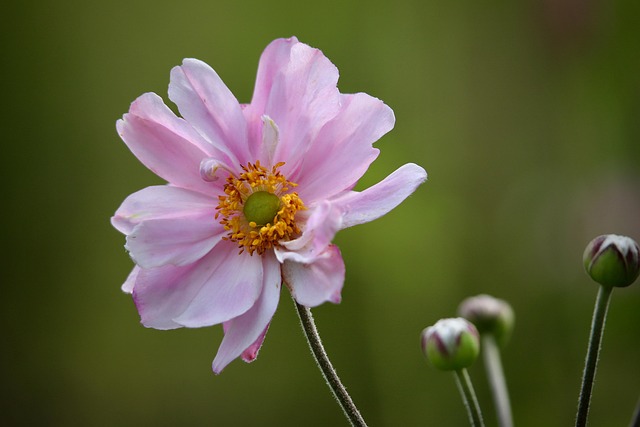 Autumn Anemone Flower Bloom - Free photo on Pixabay - Pixabay