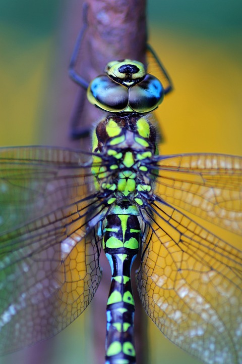 Libelle Insekt Natur - Kostenloses Foto auf Pixabay - Pixabay