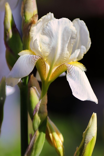 Lys De L'Épée Iris La Nature - Photo gratuite sur Pixabay - Pixabay