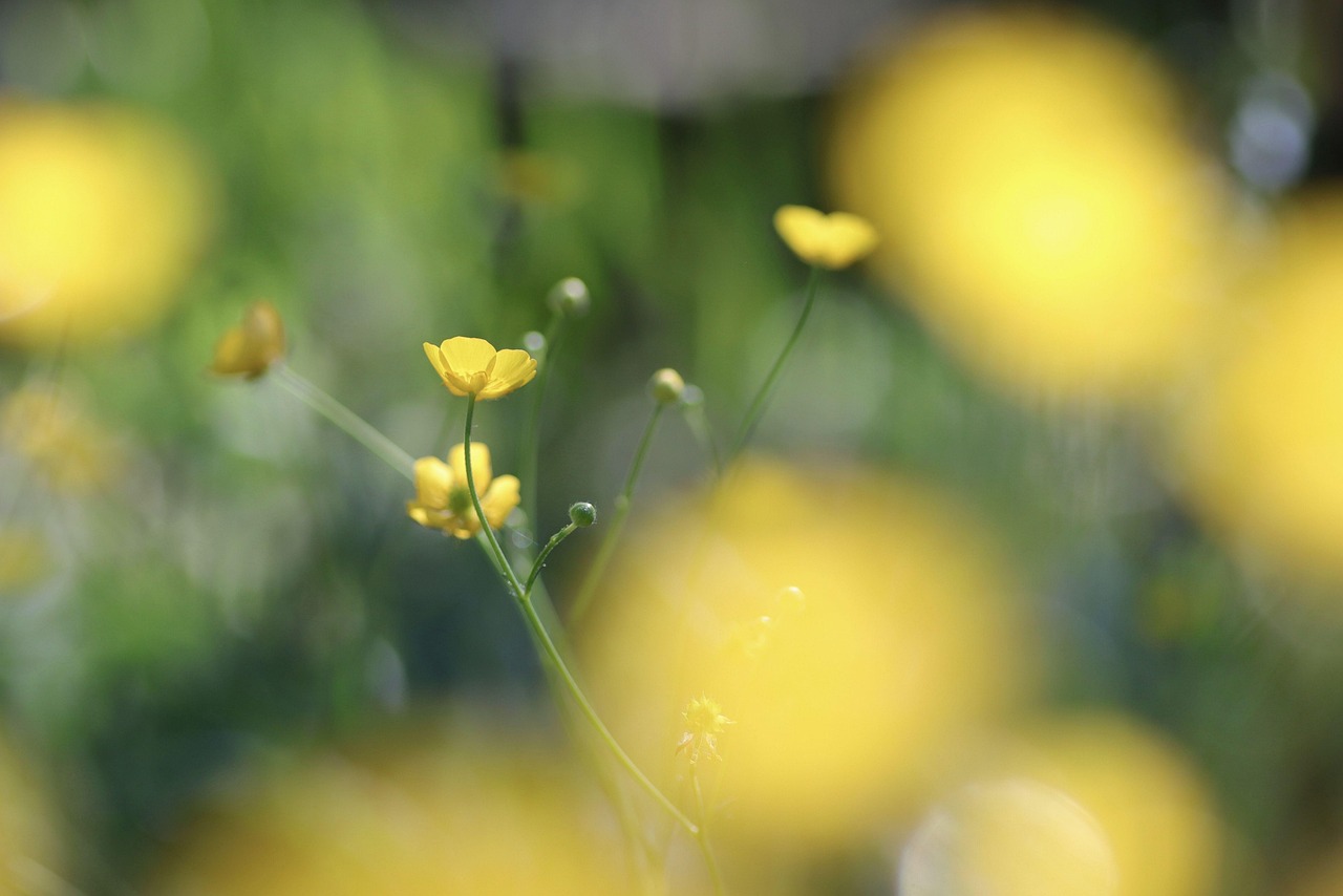 Flower Yellow Blossom - Free photo on Pixabay - Pixabay