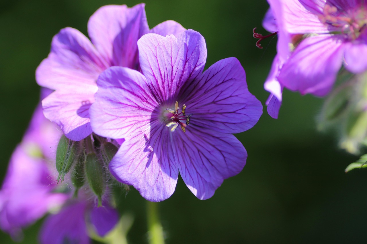 Flower Purple Violet - Free photo on Pixabay