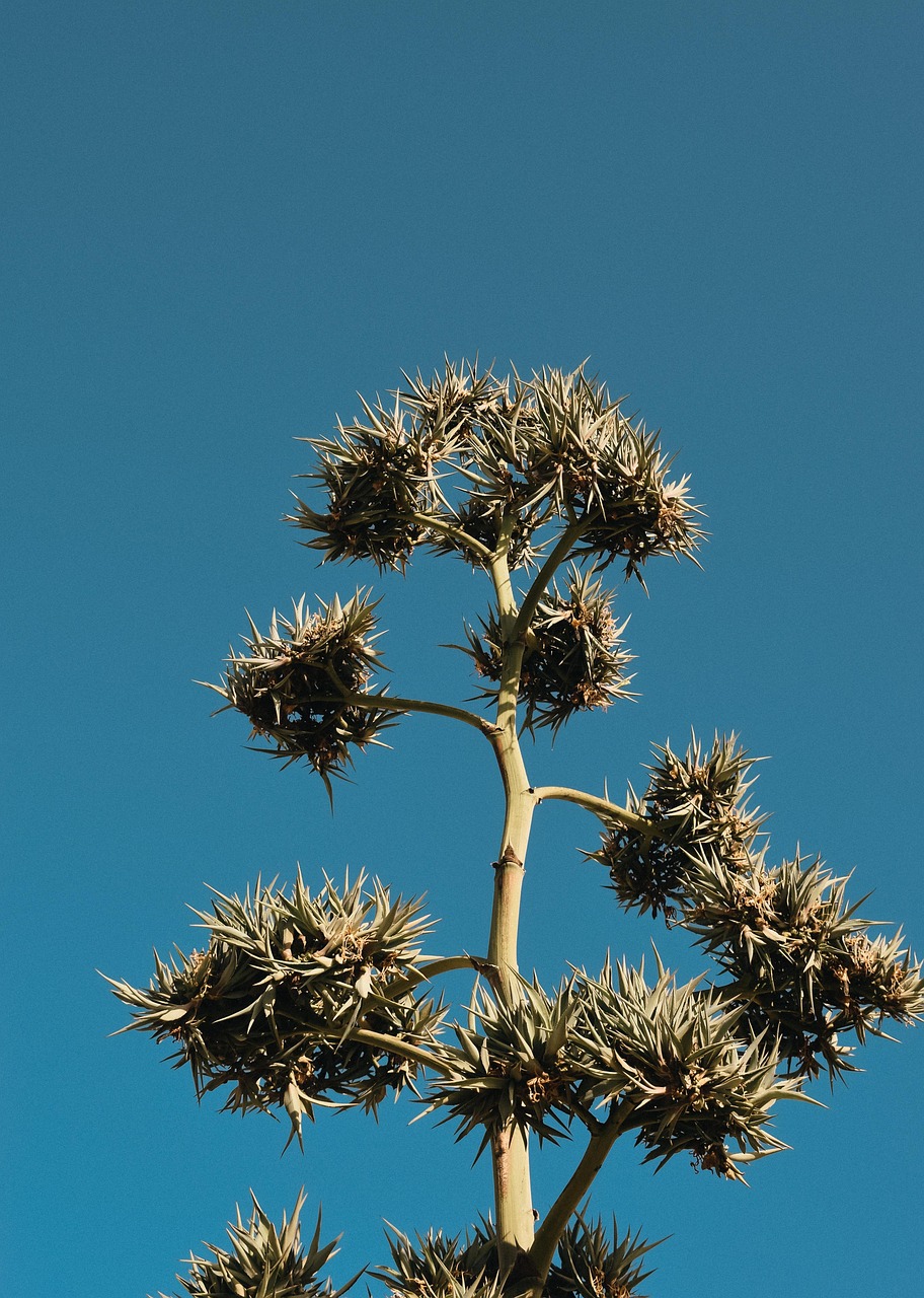 Nature Plant Leaves - Free photo on Pixabay