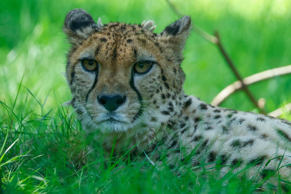 Cheetah Big Cat Animal - Free photo on Pixabay - Pixabay
