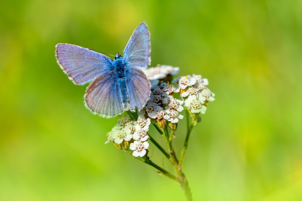 Common Blue Butterfly Insect - Free photo on Pixabay - Pixabay