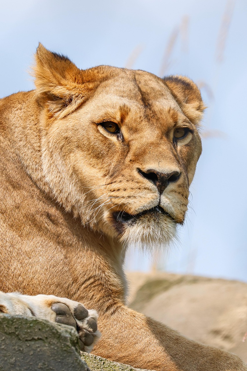Animal Lion Prédateur - Photo gratuite sur Pixabay - Pixabay