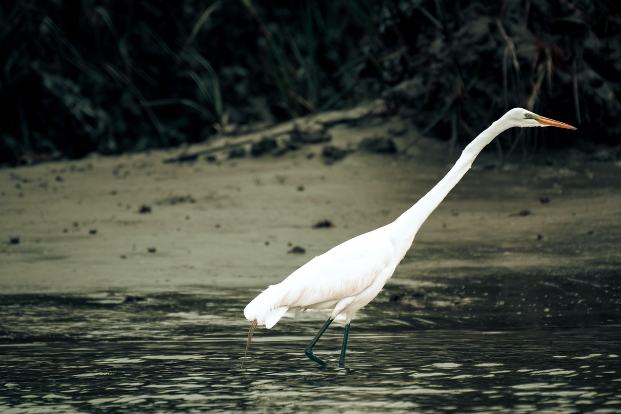 Great Egret Nature Bird - Free photo on Pixabay - Pixabay