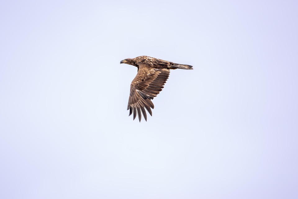 Eagle Raptor Bird - Free photo on Pixabay - Pixabay