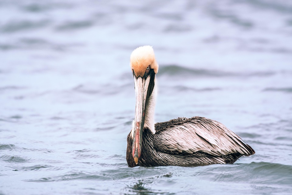 Pelican Seabird Sea - Free photo on Pixabay - Pixabay