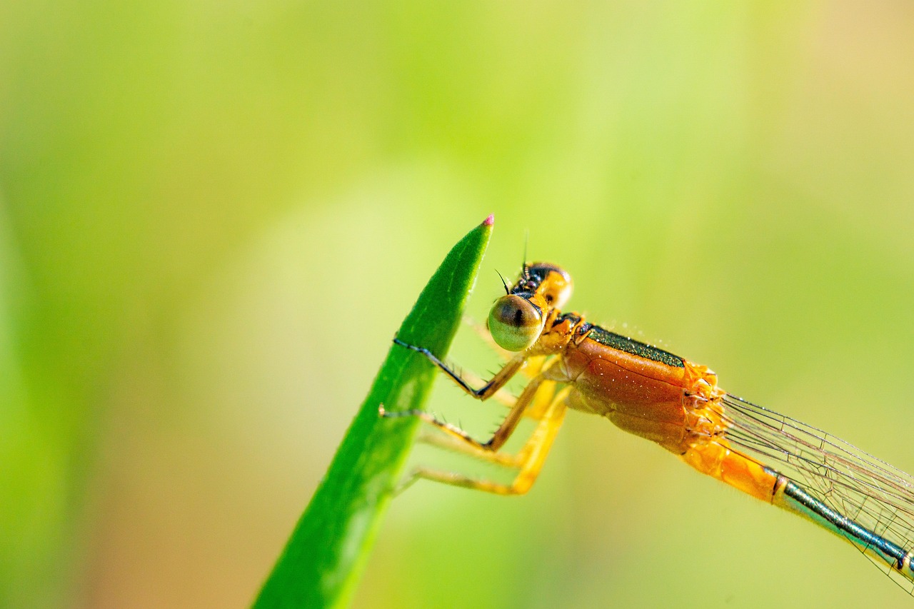Libélula Inseto Entomologia - Foto gratuita no Pixabay - Pixabay