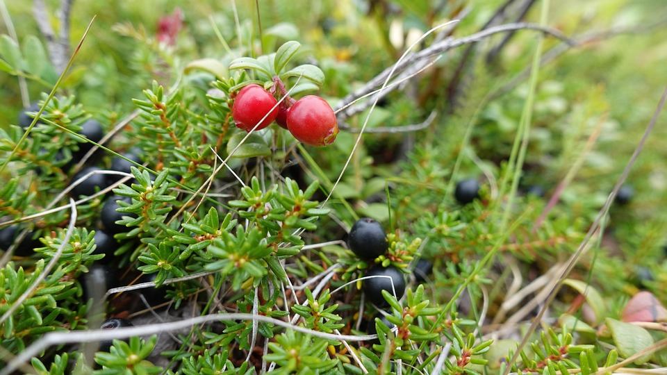 Norway Sami Berry - Foto gratis di Pixabay