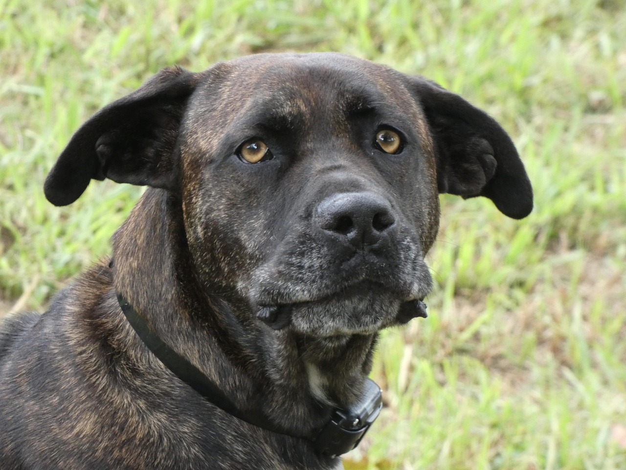 Dog Canine Pet - Free photo on Pixabay - Pixabay
