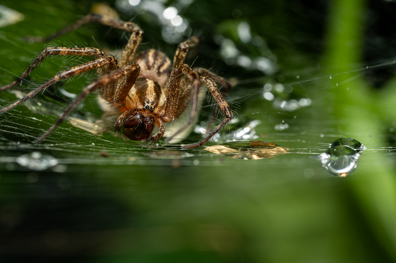 Download Spider, Nature, Spider Web. Royalty-Free Stock Illustration ...