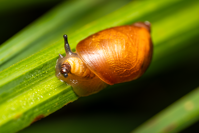 Download Zombie Snail, Nature, Gastropod. Royalty-Free Stock ...
