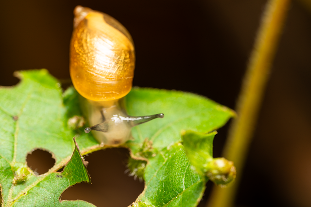 Escargot Nature Gastropod - Image gratuite sur Pixabay - Pixabay