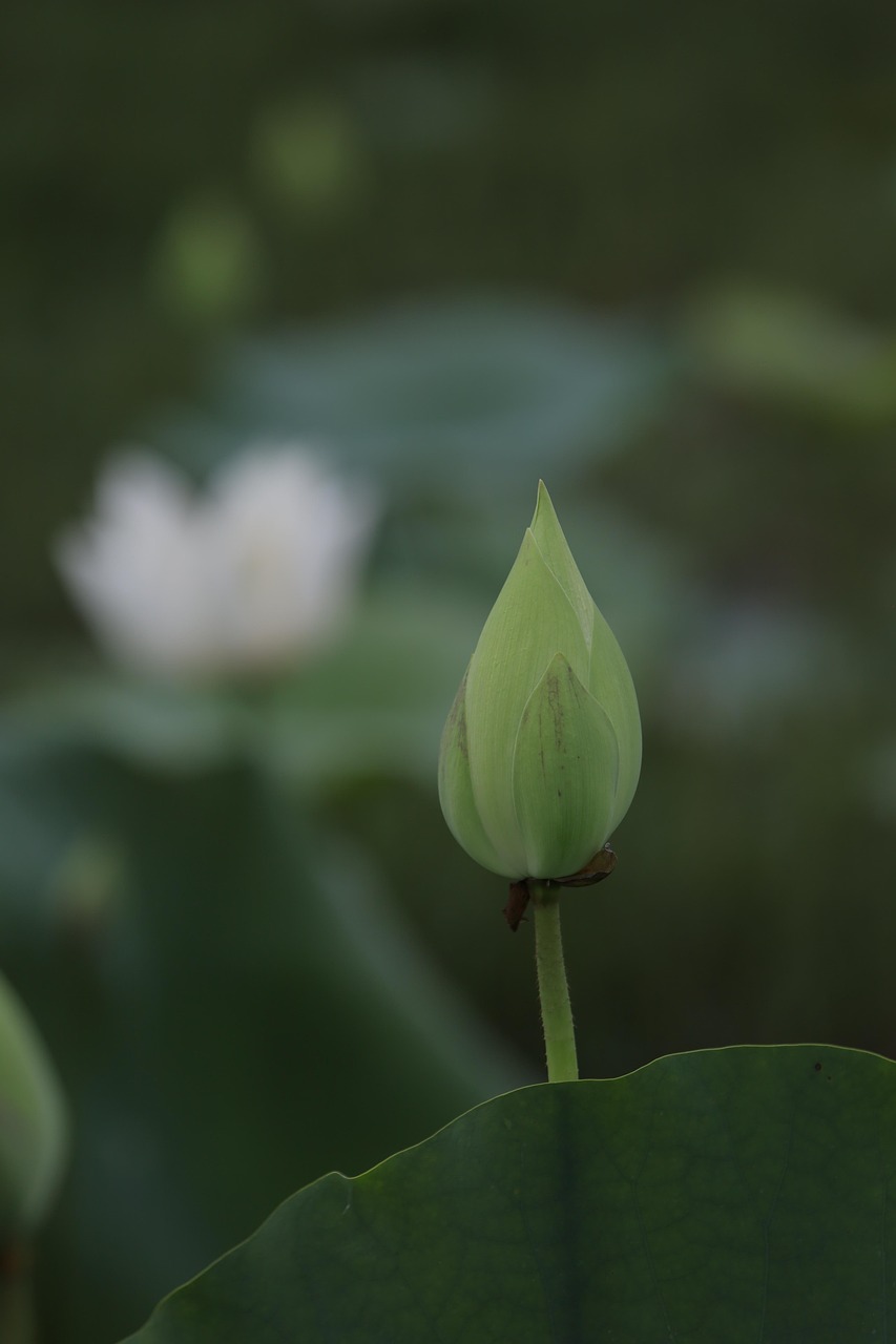 Lotus Blanc Fleur De - Photo gratuite sur Pixabay