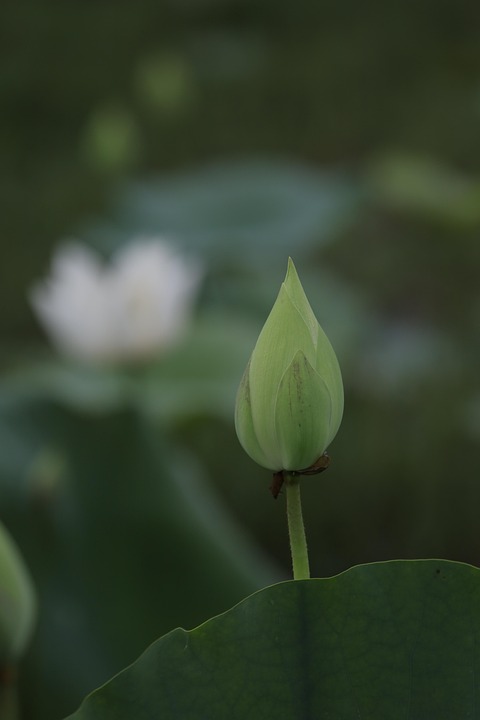 Lotus Weißer Blume - Kostenloses Foto auf Pixabay