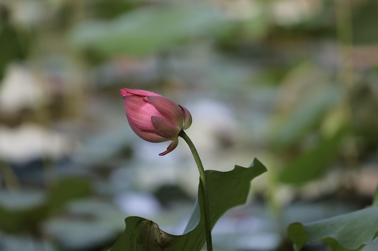Flower Lotus Pink Red - Free photo on Pixabay