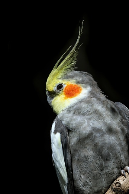 Explore 13,969+ Free Cockatiel Bird Illustrations: Download Now - Pixabay