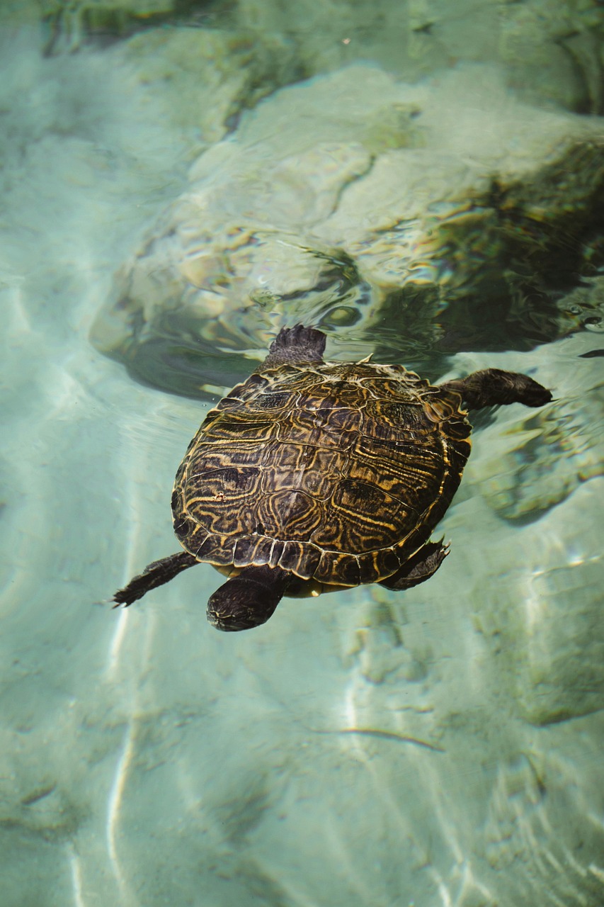 Tortuga Nadando Aguas Cristalinas - Foto gratis en Pixabay - Pixabay