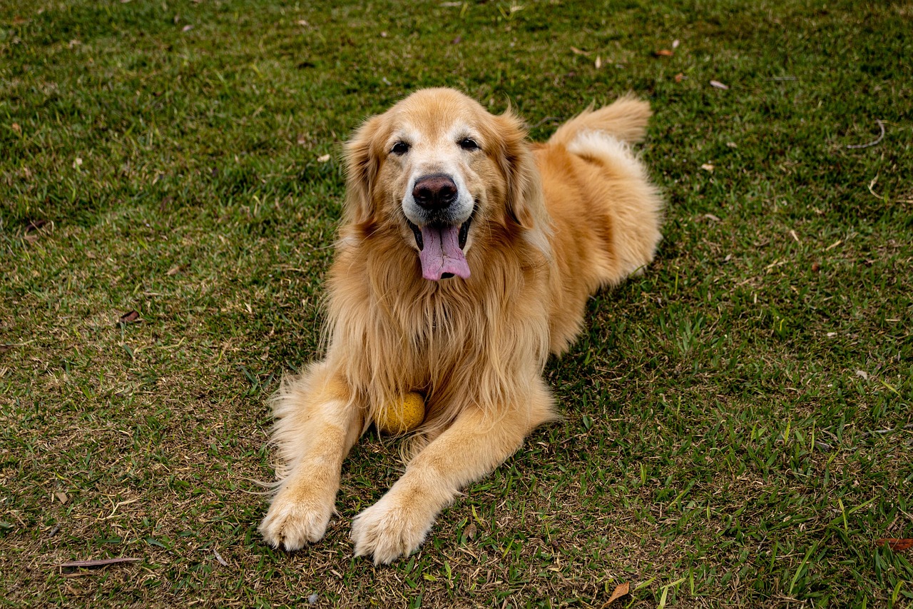 Dog Cachorro Golden Retriever - Free photo on Pixabay - Pixabay