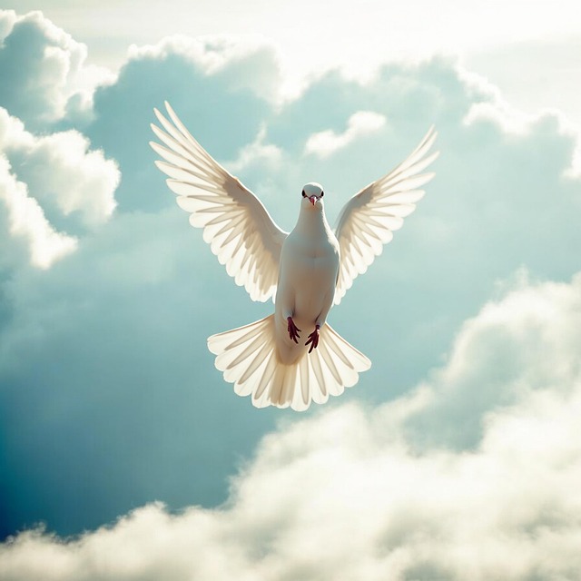 Colombe Oiseau Paix En - Photo gratuite sur Pixabay - Pixabay