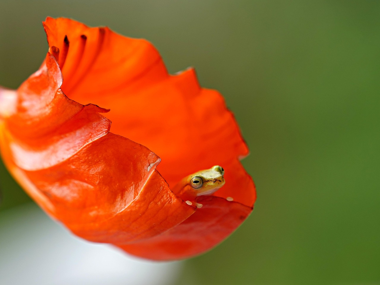 Orange Flower Frog Amphibian - Free photo on Pixabay - Pixabay