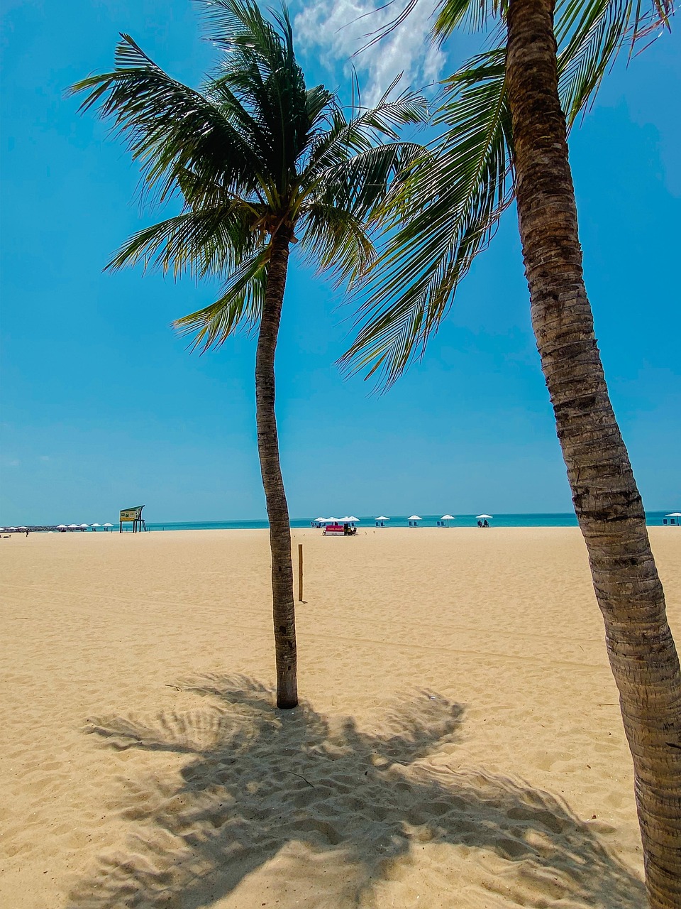 Palmen Palme Strand - Kostenloses Foto auf Pixabay - Pixabay