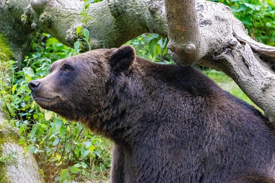 Brown Bear Nature - Free photo on Pixabay - Pixabay