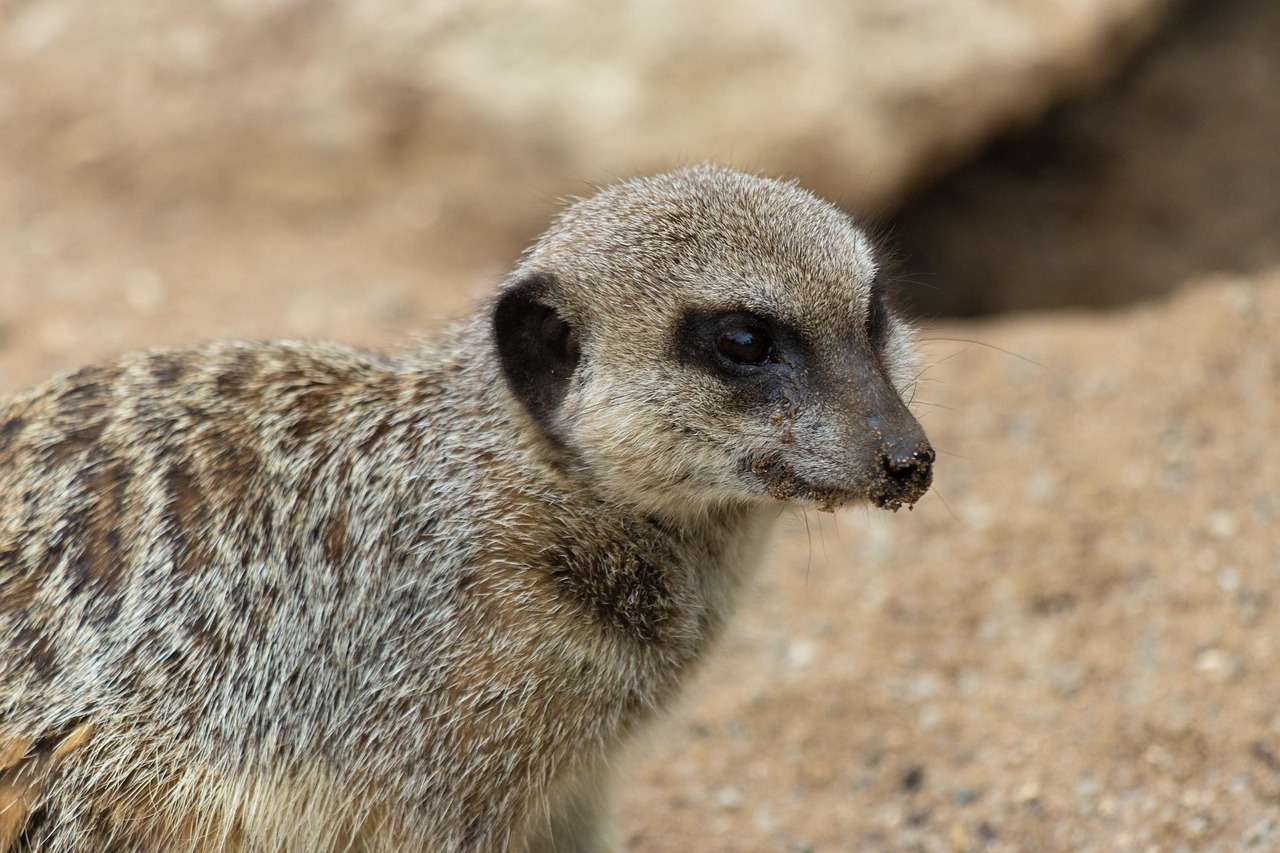 Meerkat Mammal Zoo - Free photo on Pixabay