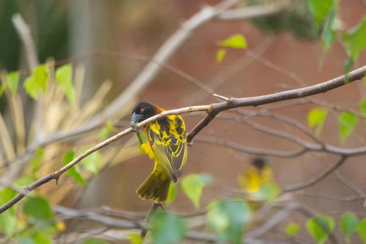 Weaver Bird Nature - Free photo on Pixabay