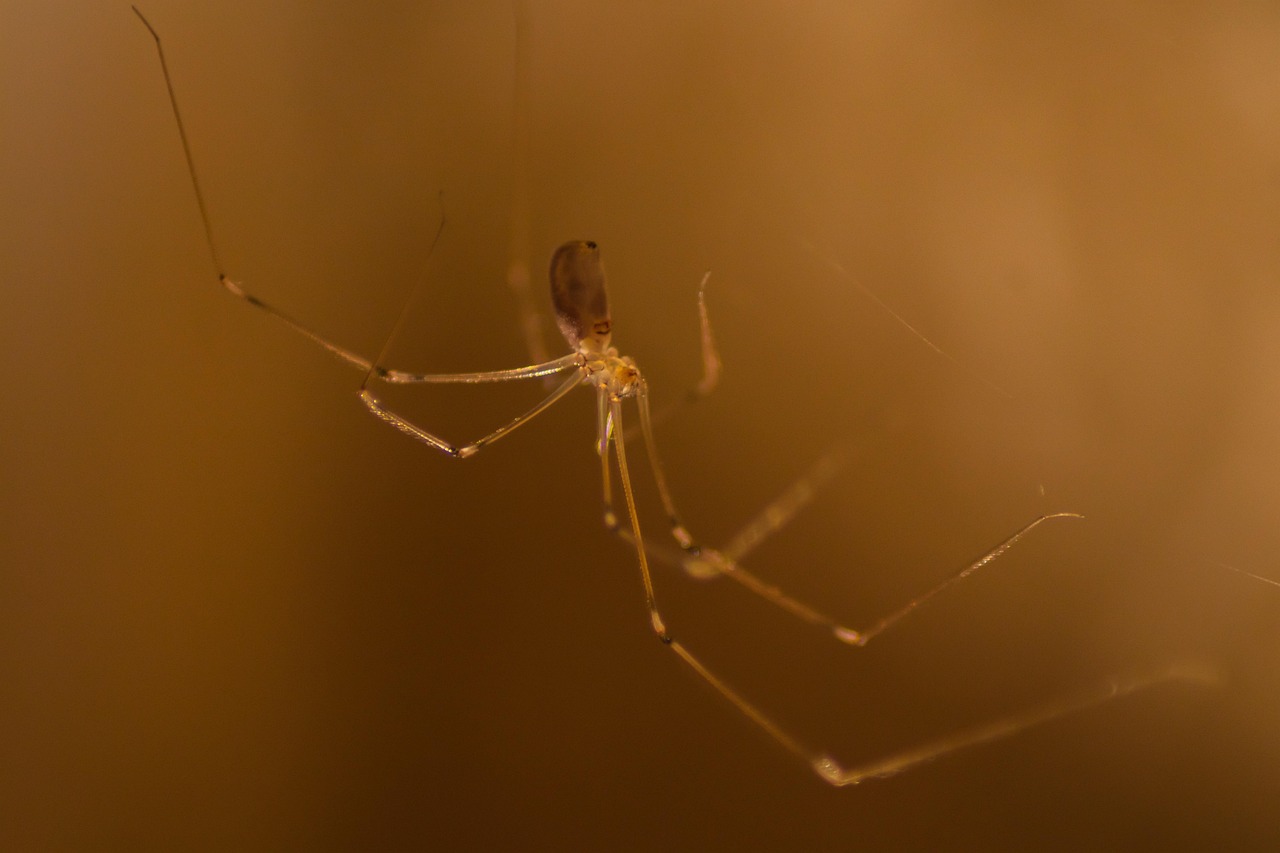 Spider Daddy Long Legs Animal - Free photo on Pixabay
