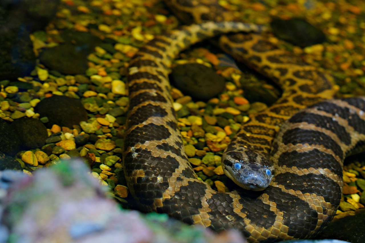 40+ Free Anaconda & Snake Images - Pixabay